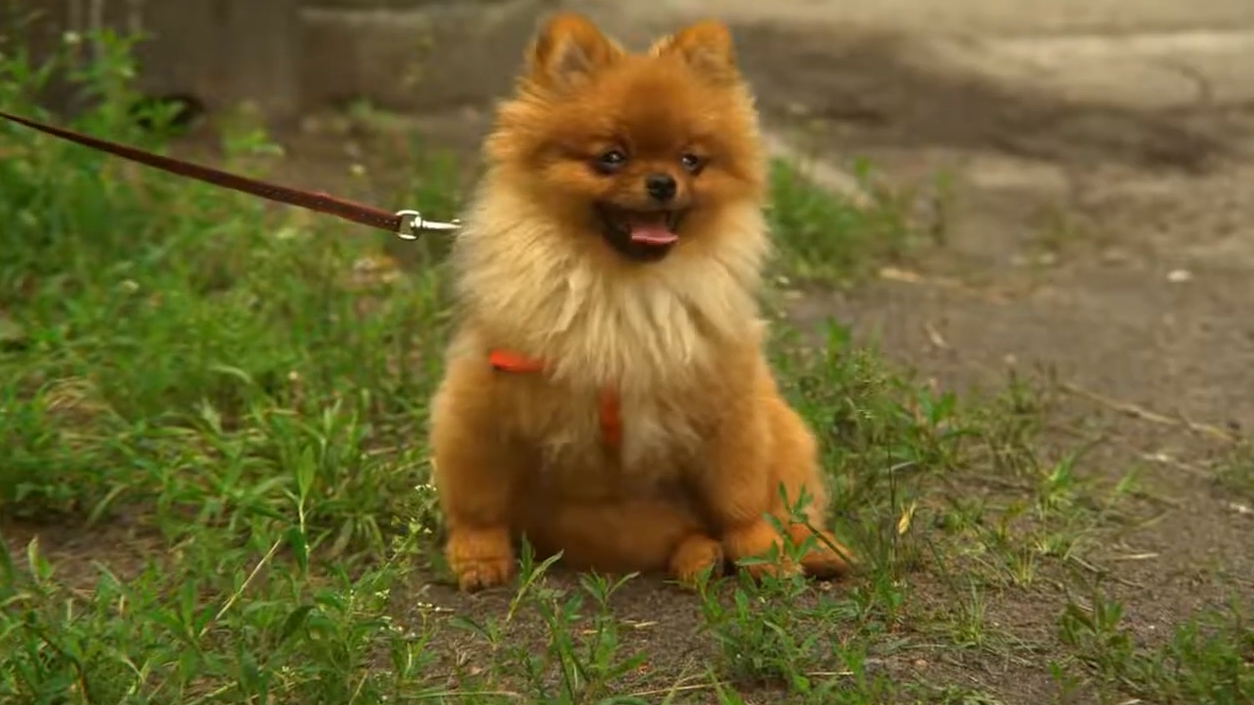 Sable Pomeranians: The Intriguing Coat Colors